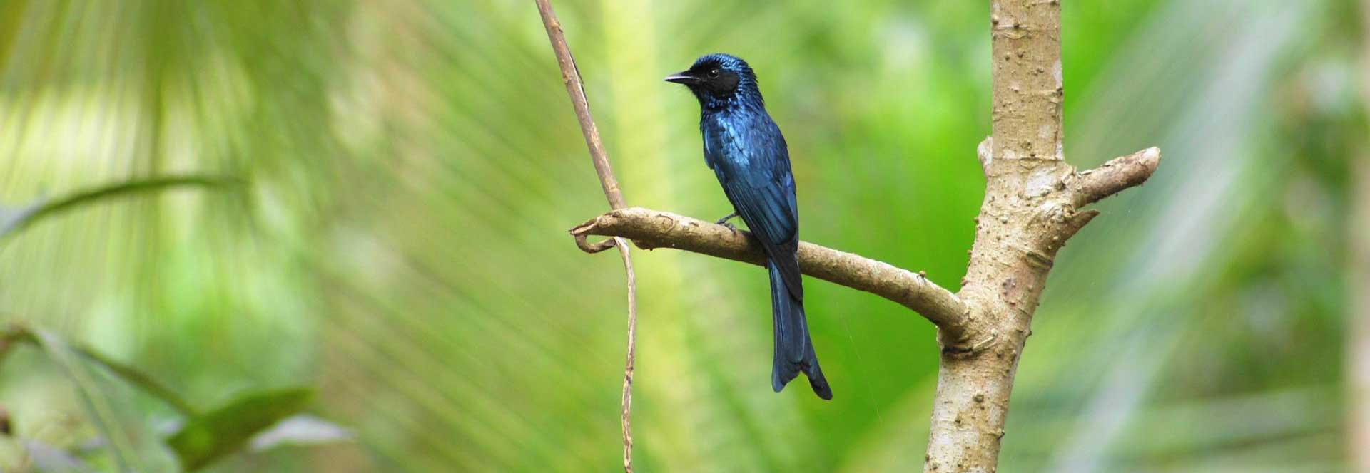 Bird watching holidays in India