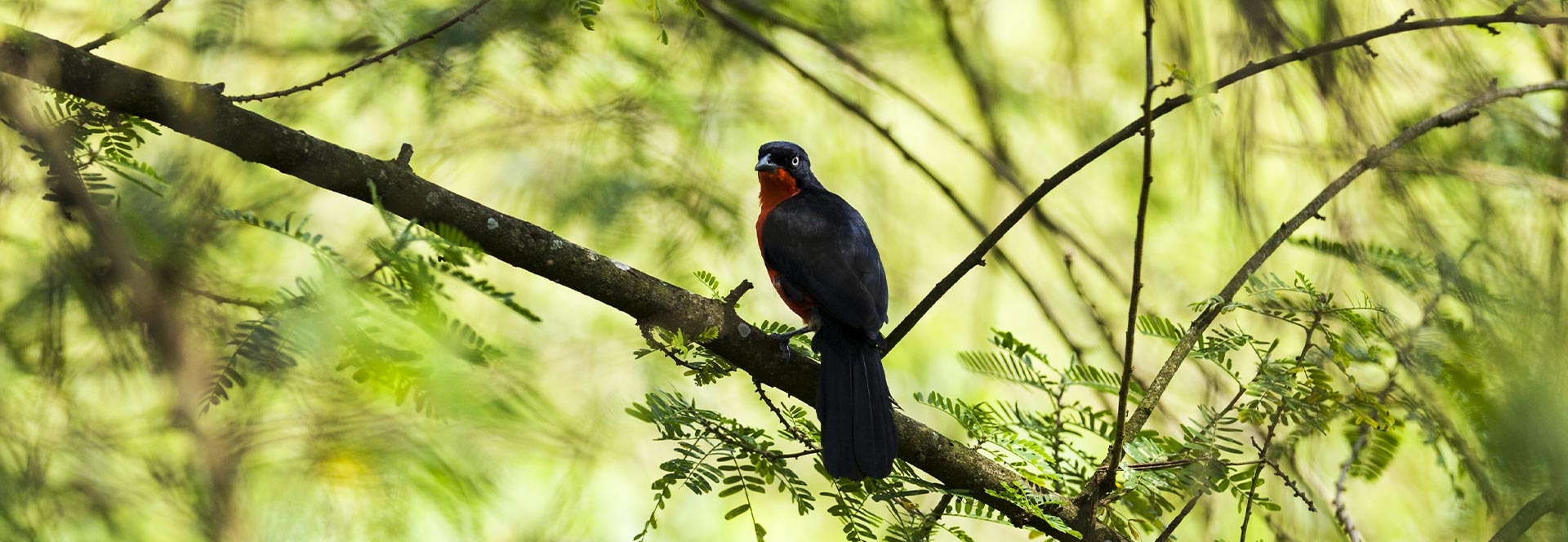 Birdwatching in Rwanda