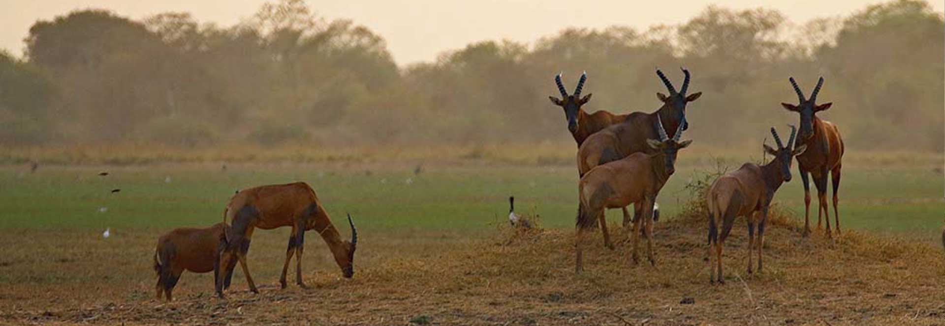 Zakouma National Park in Chad