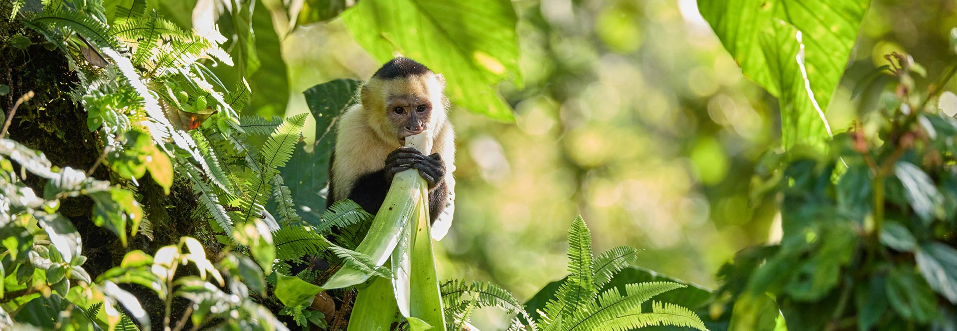 Costa Rica wildlife travel guide