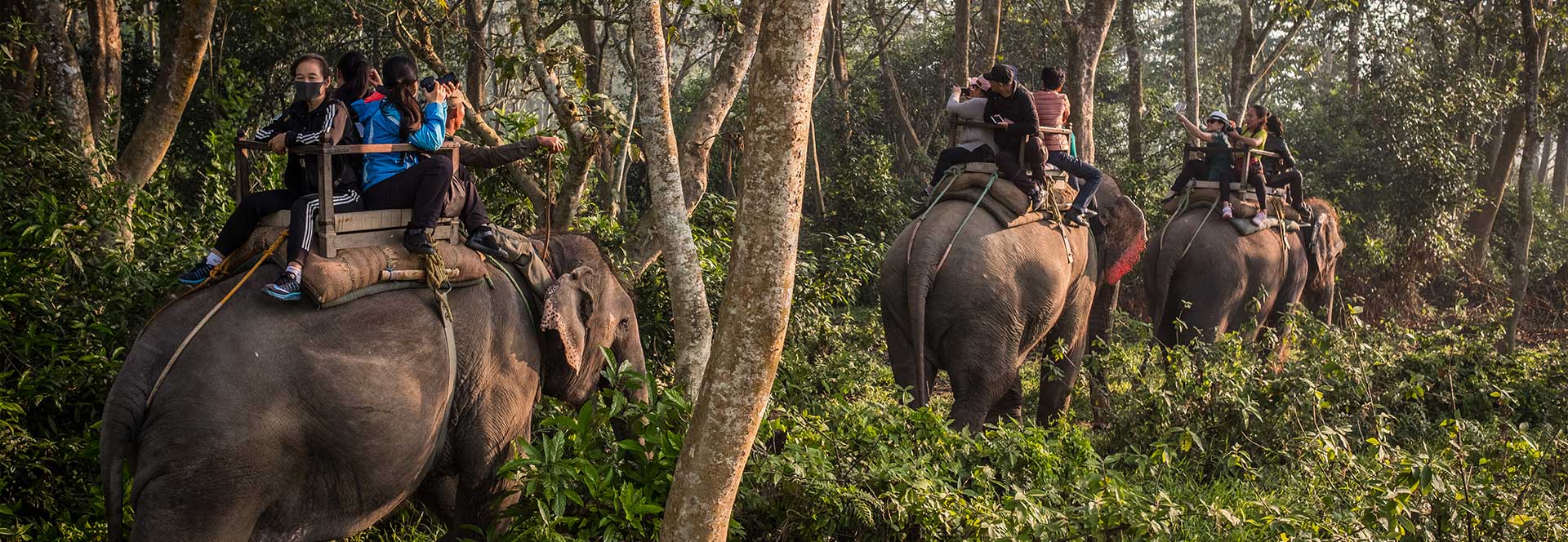 Elephant back safaris & conservation