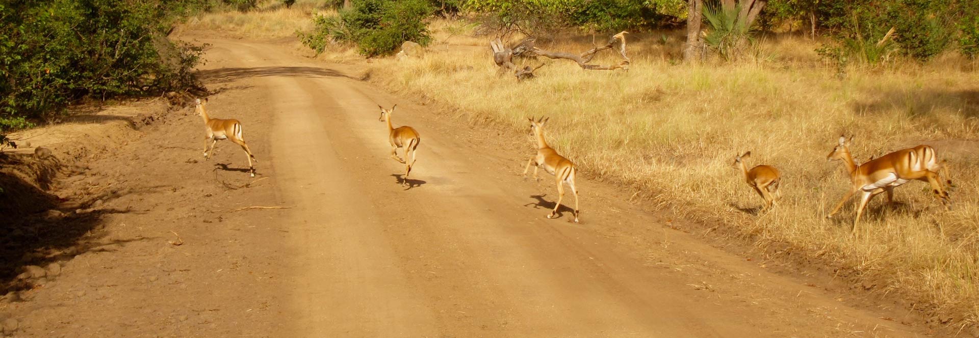 Liwonde National Park safaris, Malawi
