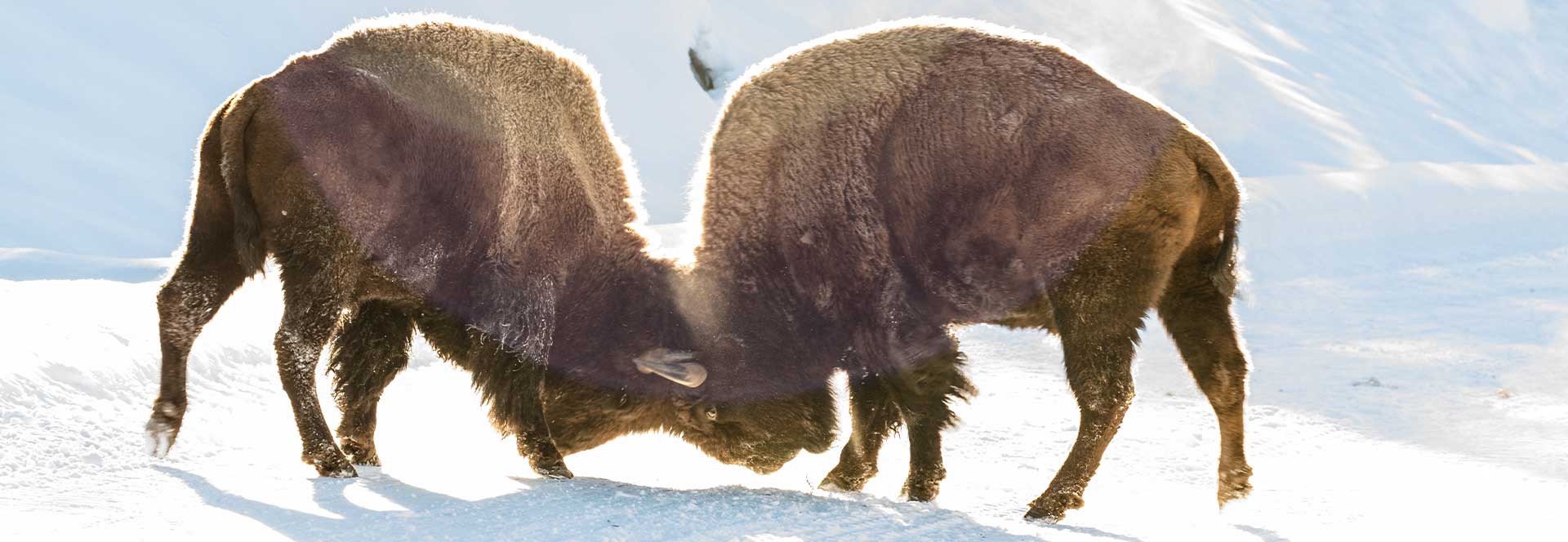 Wildlife in the National Parks of America