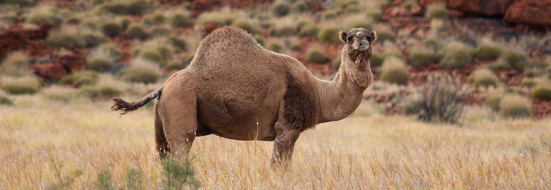 Northern Territory wildlife