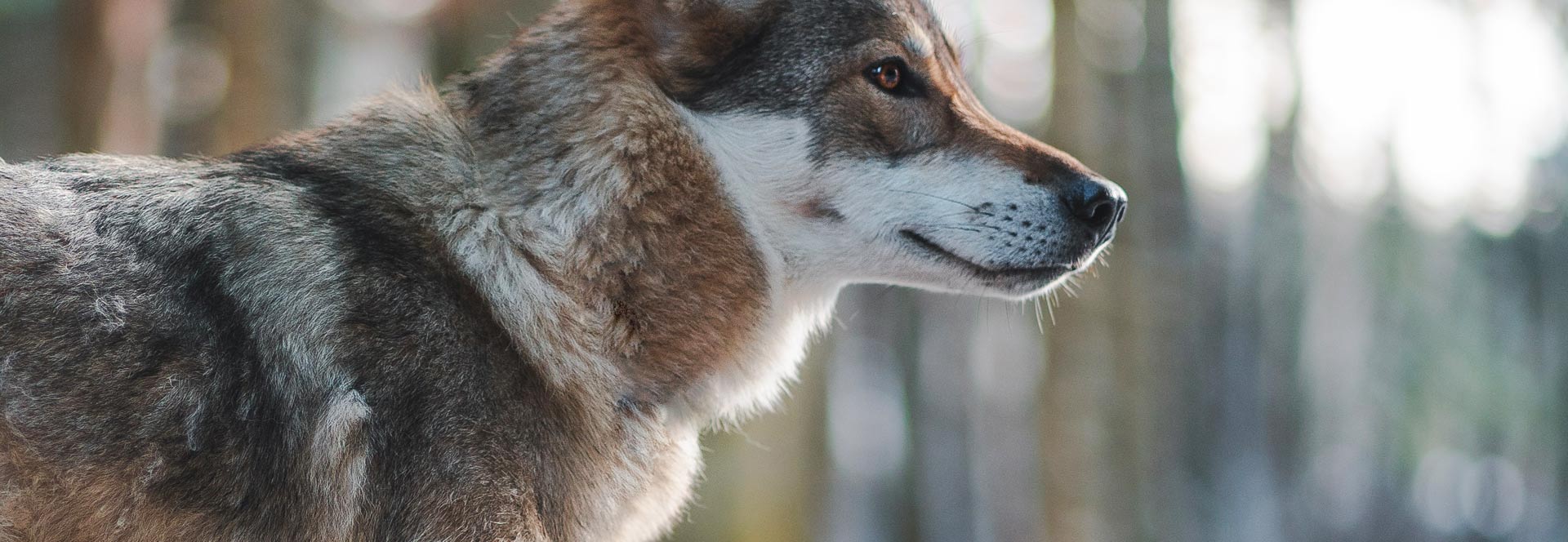 Wolf tracking in Romania
