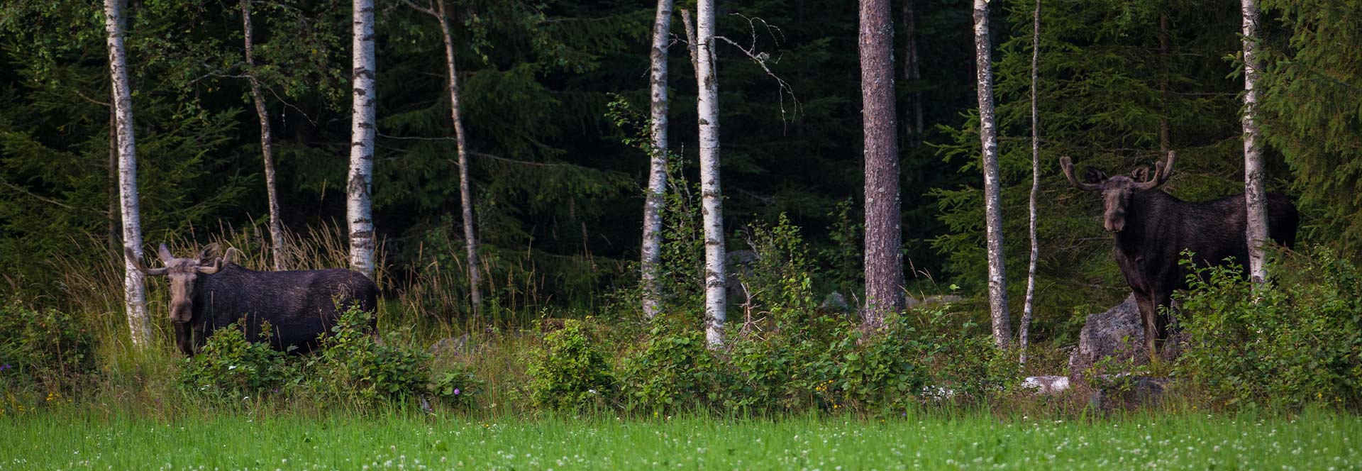 Moose tracking holidays in Sweden