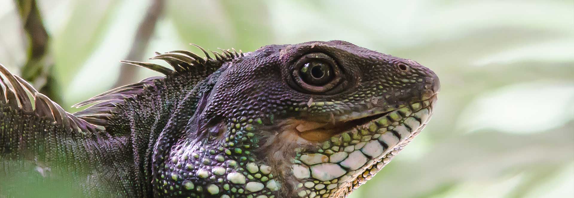 Wildlife in Thailand