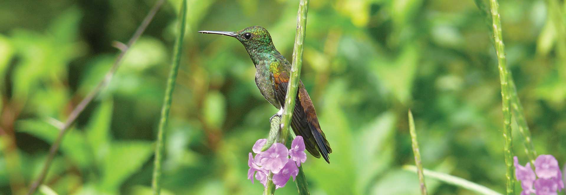 Bird watching in Trinidad & Tobago