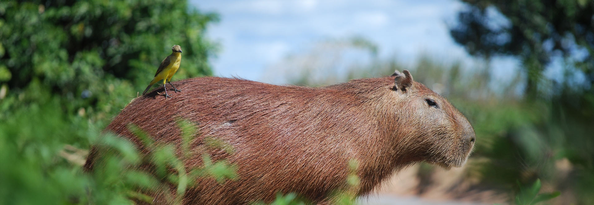 Wildlife in Venezuela