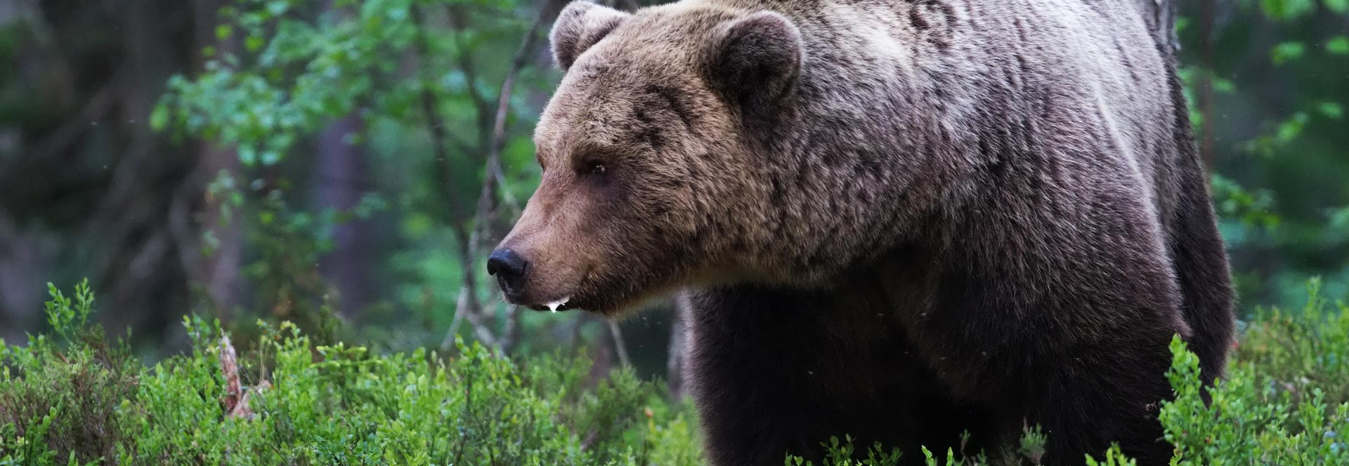 Volunteering with bears
