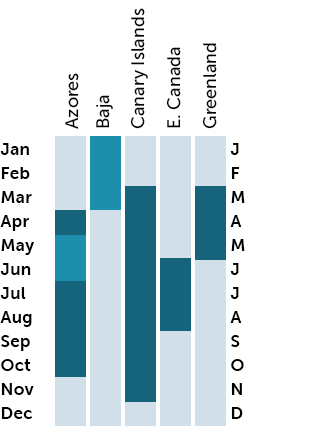 Best time to go whale watching