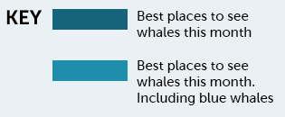 Best time to go whale watching